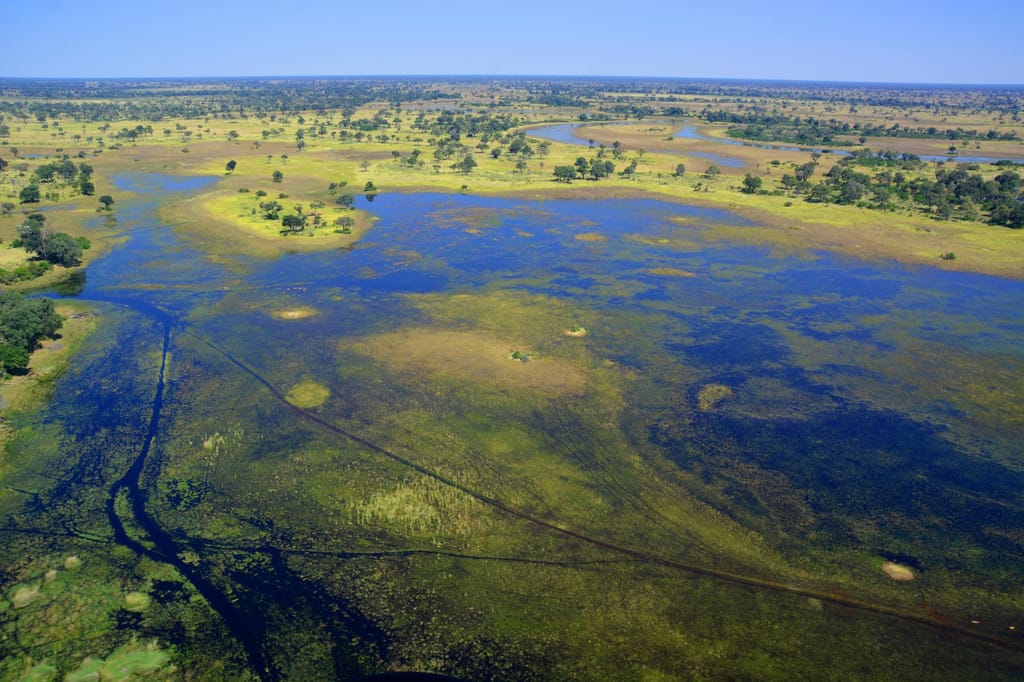 Visiter la Réserve de Moremi au Botswana : billets, prix, horaires