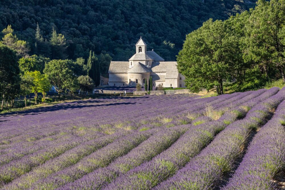 Visiter l'Abbaye de Sénanque à Gordes : billets, prix, horaires