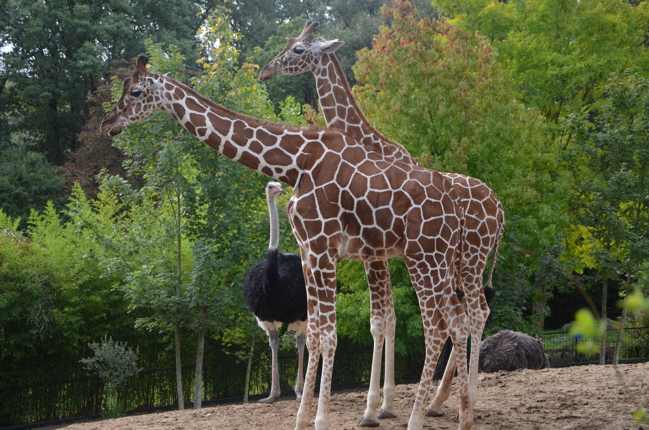 Visiter le Parc animalier de La Barben : billets, prix, horaires