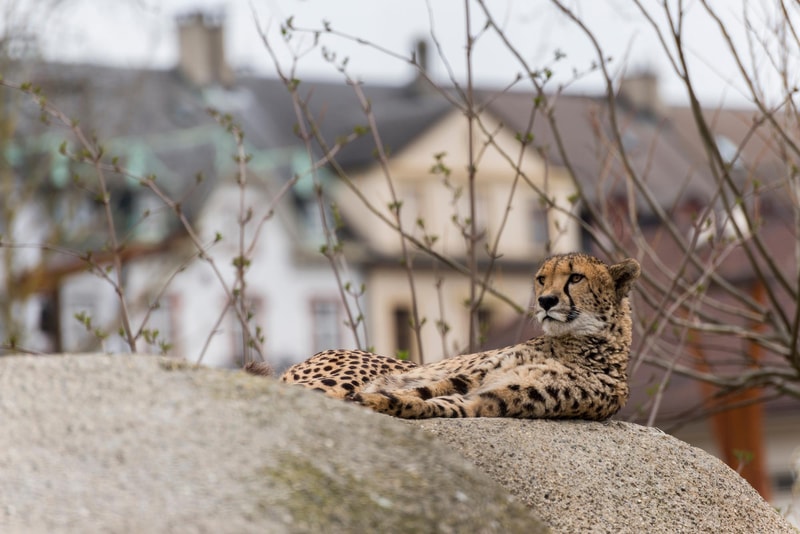 Visiter le Zoo de Bâle à Bale : billets, prix, horaires