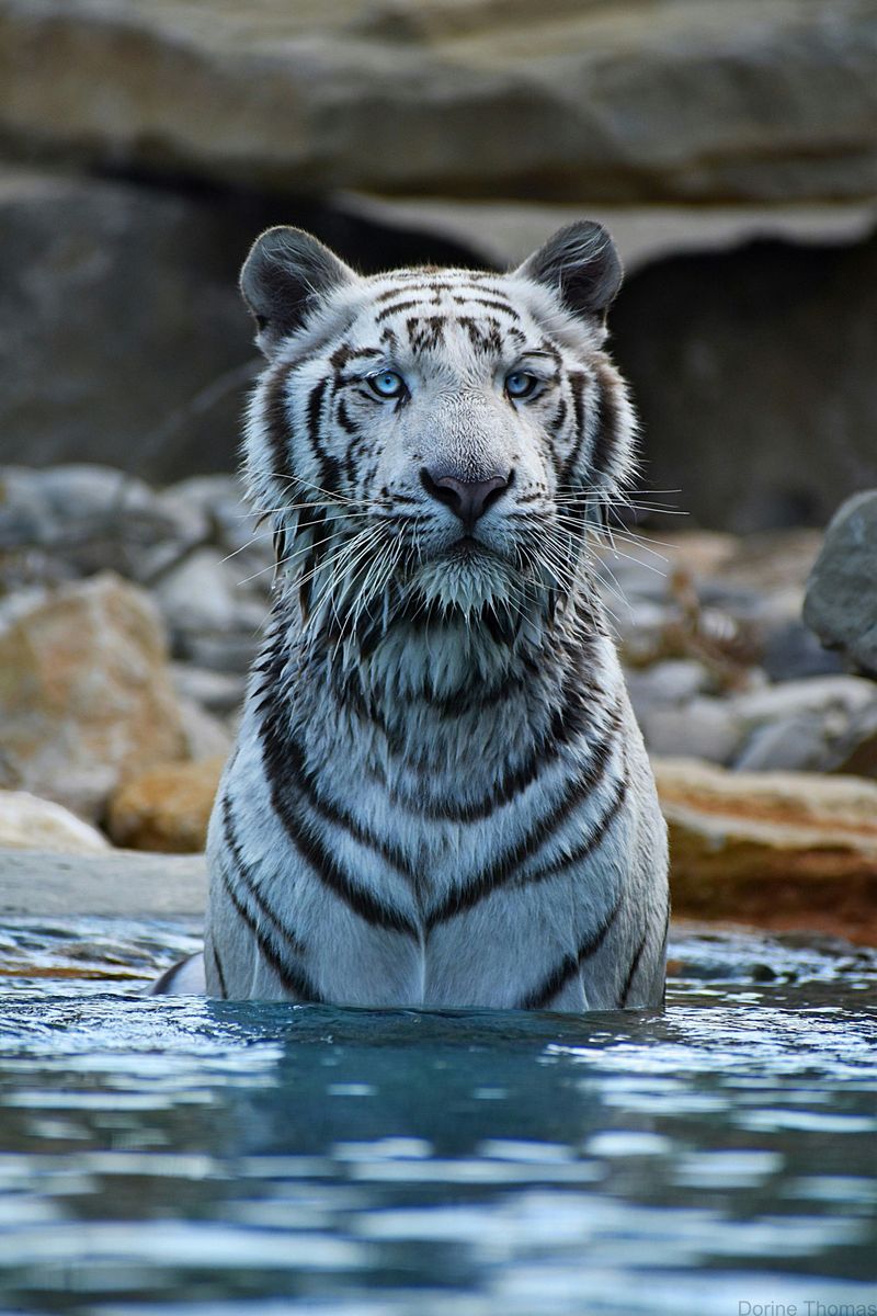 Visiter le Parc animalier de La Barben : billets, prix, horaires